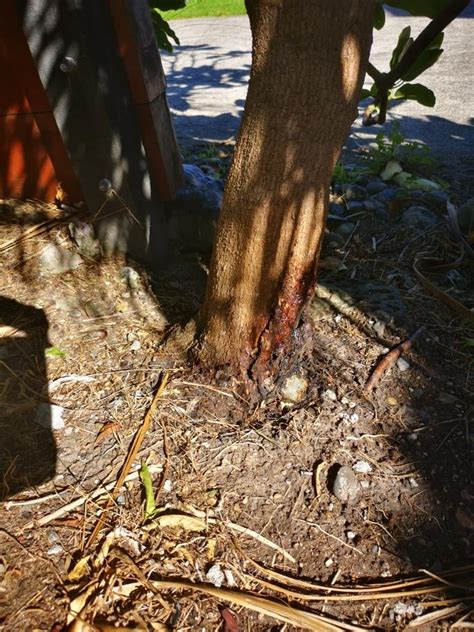 Puka Tree Rot Seeping At Trunk Can I Heal This R Nzgardening