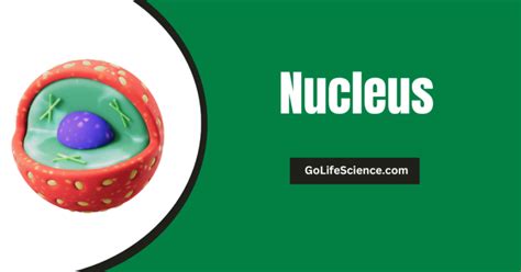 Nucleus Structure Functions And Role In Cells