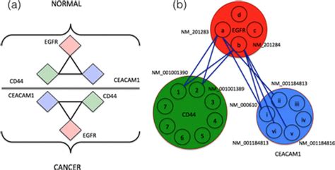 SpliceNet Recovering Splicing Isoform Specific Differential Gene Networks From RNA Seq Data Of