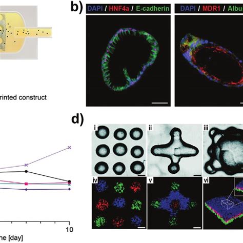 A Schematic Showing The 3d Bioprinting Of Organoid Laden And Download Scientific Diagram