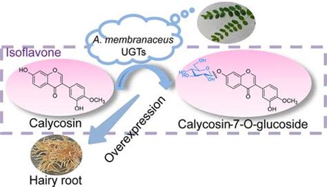 黄芪异黄酮生物合成中udp 糖基转移酶的鉴定及功能表征 Journal Of Agricultural And Food Chemistry