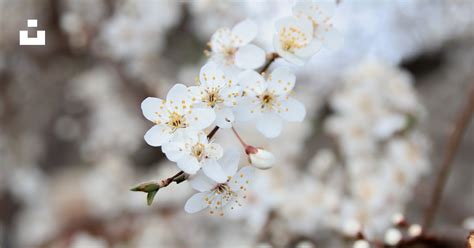 흰 꽃이 있는 나뭇가지 닫기 사진 Unsplash의 무료 아름답다 이미지