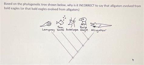 Solved Based On The Phylogenetic Tree Shown Below Why Is It