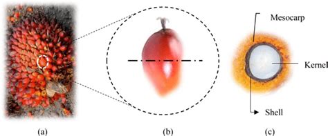 Photo Of A Oil Palm Fruit Bunch B Palm Fruit C Cross Section Of Download Scientific
