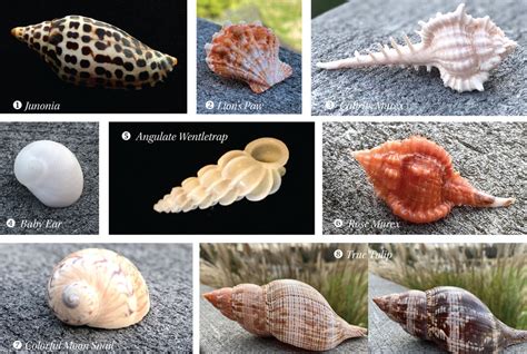 Seashell Identification Chart