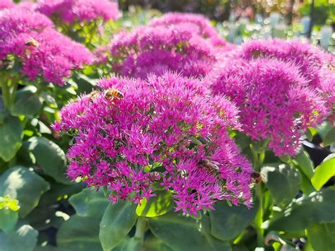 Sedum Spectabile Brilliant Wholesale Nursery Nurseries In Melbourne