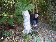 Tree Fern Winter Plant Protection Big Plant Nursery