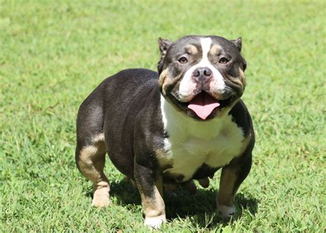 Southeast Bully Kennels Female Micro And Pocket Bullies