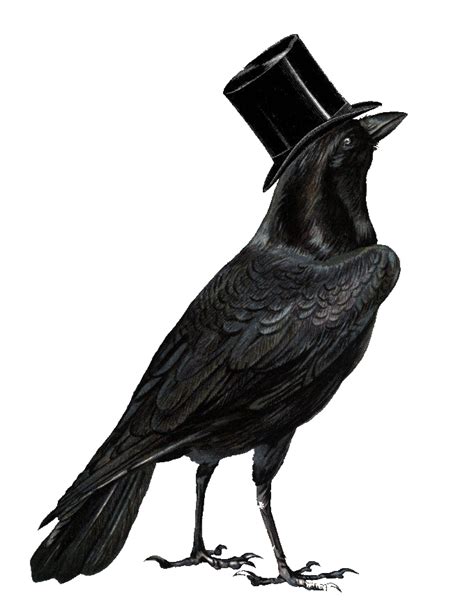 Sapient Corvids Yata Wiki Fandom