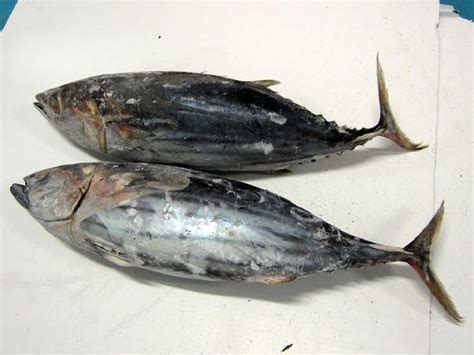 Frozen Skipjack Tuna Fish At Best Price In Kochi Angelplus Foods