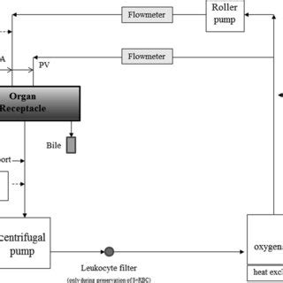 Scheme Of The Perfusion System The Perfusion System Was Composed Of An Download Scientific