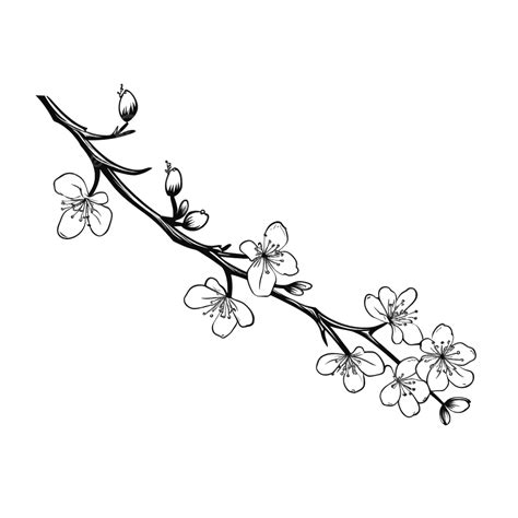 Simple Drawn Twig With Flowers Isolated Twig Branch Leaves Branch