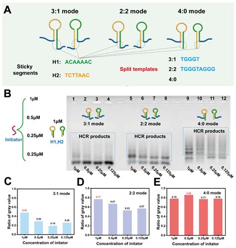 Sensors Free Full Text Improved Catalytic Activity Of Spherical Nucleic Acid Enzymes By