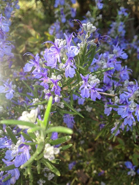 February Bloom Bloom Plants Garden