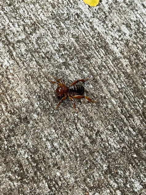 Whats This Spider Looking Bug With Only 6 Legs Rwhatsthisbug