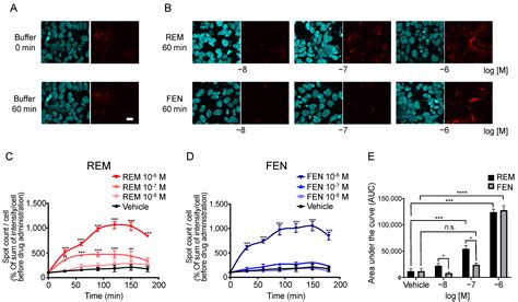Distinct Profiles Of Desensitization Of µ Opioid Receptors Caused By Remifentanil Or Fentanyl