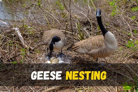 When Do Geese Mate Expert Insights On Geese Mating Behavior