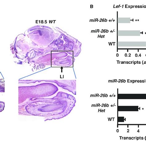 Mir 26b Oe Mice Have Defects In Ectodermal Organ Development A