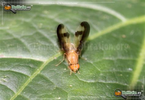 Flutter Fly