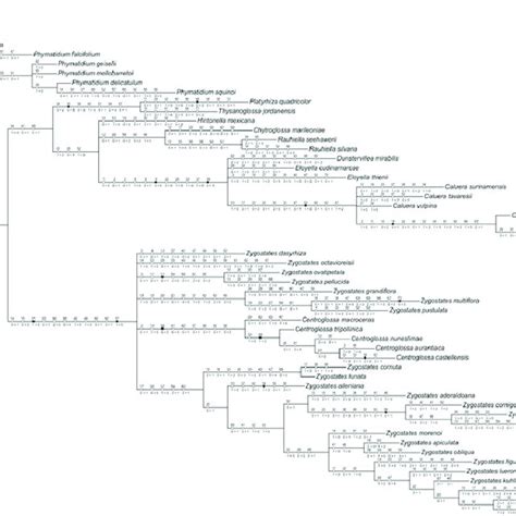 Evolution Of 72 Morphological Characters In The Maximum Likelihood