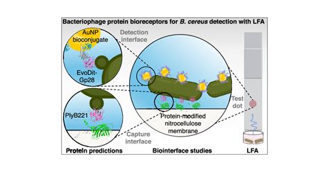Rapid And Specific Detection Of Bacillus Cereus Using Phage Protein