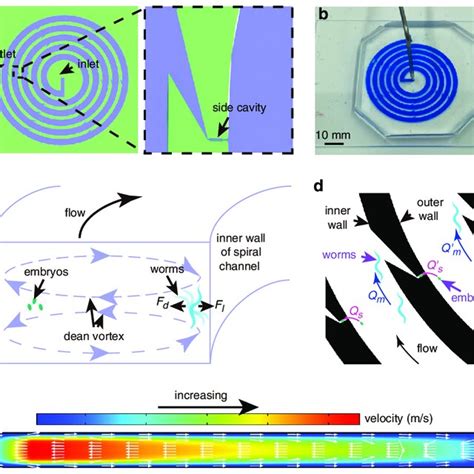 Microfluidic Device For Sorting And Trapping Worm Embryos A Schematic