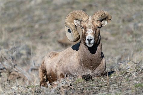 Ram Horns Images Free Photos Png Stickers Wallpapers And Backgrounds