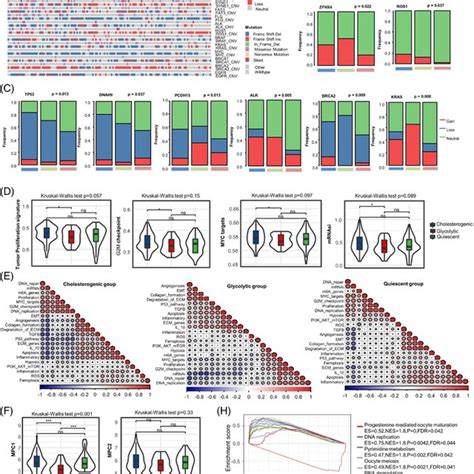 Clinical Prognostic Of Egfr Wild Type Lung Cancers With Different Download Scientific Diagram