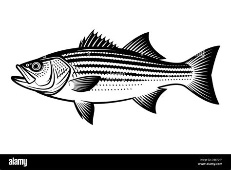 Striped Bass Vector Stock Vector Image And Art Alamy