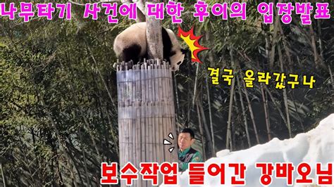 맙소사💥 나무타기 사건에 대한 후이바오 의 입장발표 📣📣 후이가 워토우를 거부하며 체중관리에 들어간 이유가 이것이었습니까 ㅎㅎ Youtube