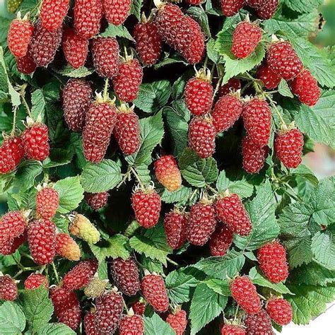 Малиновое дерево Таруса (Rubus)