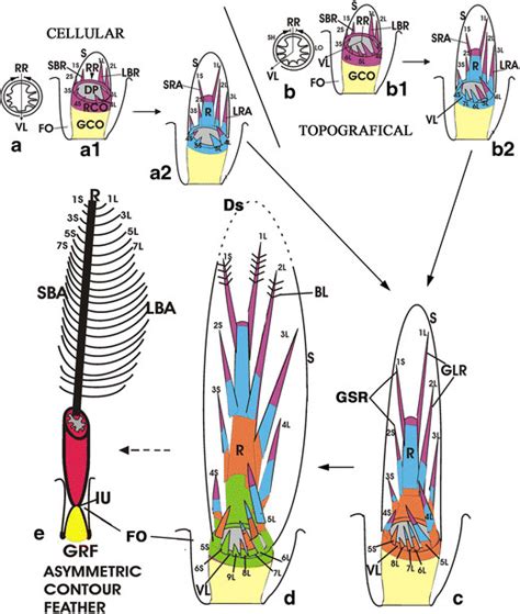 Schematic Representation Of Stages Of Morphogenesis In An Asymmetric