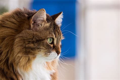 Siberian Cat Pros And Cons