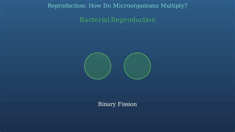 Stratified Cuboidal Epithelium Structure Function And Locations