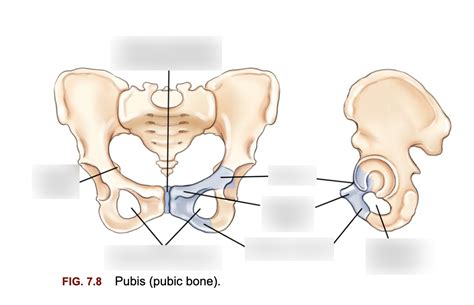 Pubic Bone Labeled Diagram Quizlet