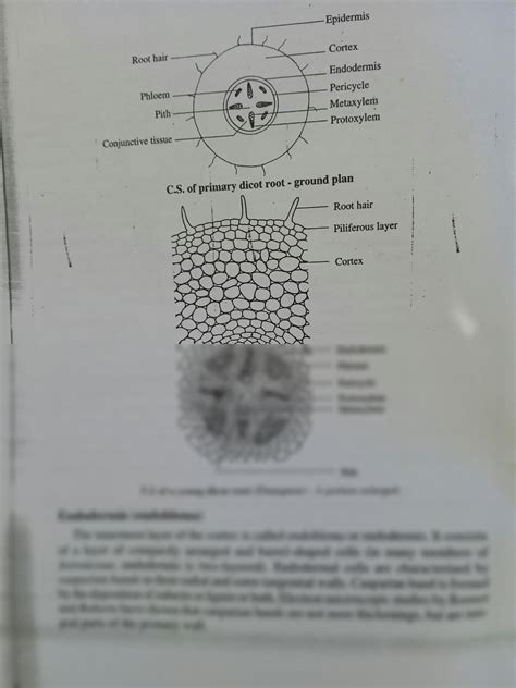 SOLUTION Primary Structure Of Dicot Root Studypool