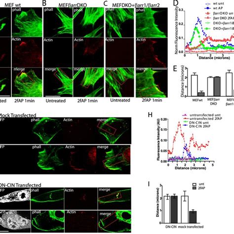 Formation Of Free Actin Barbed Ends At The Cell Edge Requires Download Scientific Diagram