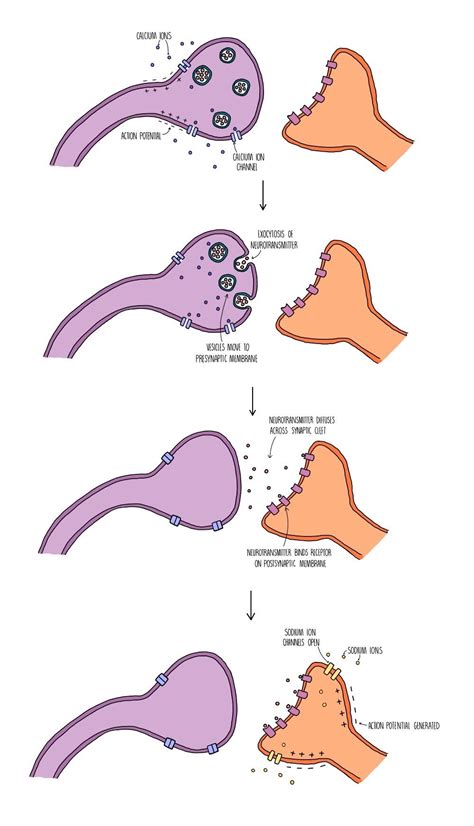Synapse Diagram Gcse