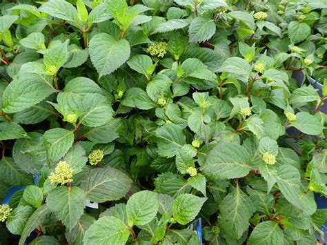 Hydrangea Pruning On Your Mind National Garden Bureau