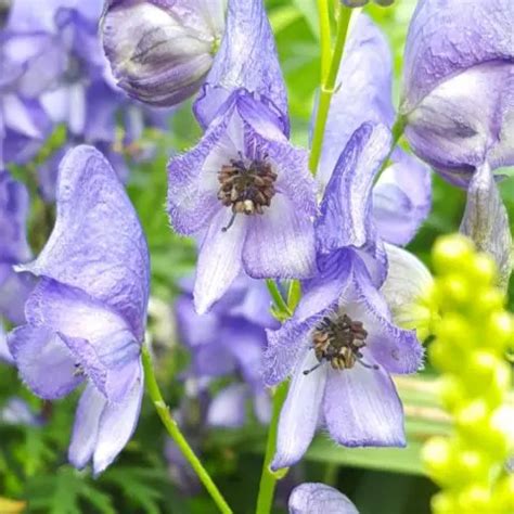 Aconite Klobuchkovy Photo And Description Varieties Healthy Food