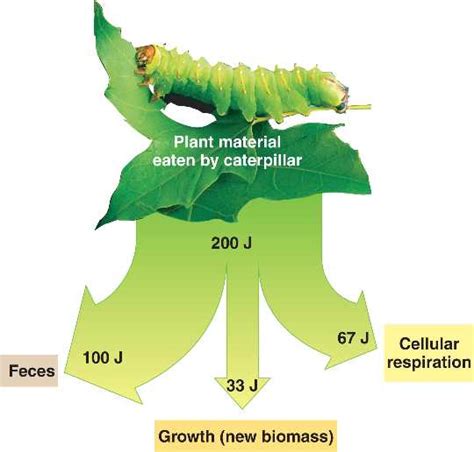 Energy Partitioninghtml 5509energypartitioning L