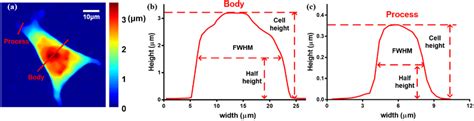 Calculation Of Cell Height And Cell Width At Different Cell Parts A Download Scientific