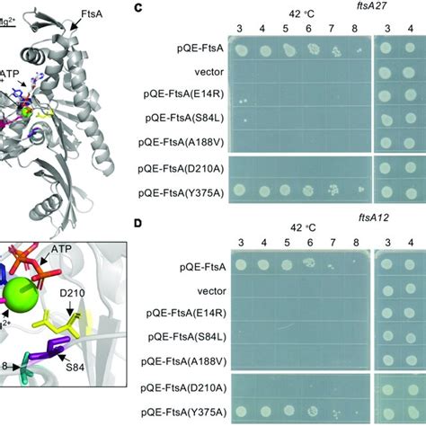 Escherichia Coli Ftsa Active Site Amino Acid Residues Are Important For