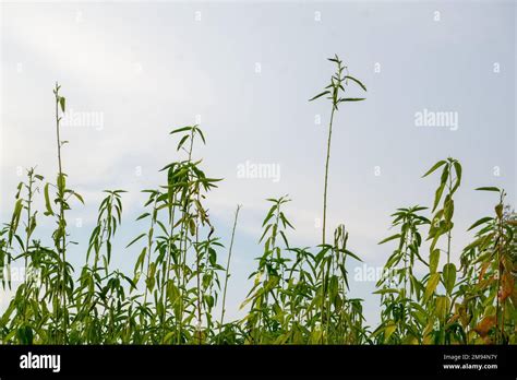 Green Jute Field The Jute Is Being Dried On The Ground Jute Is A Type