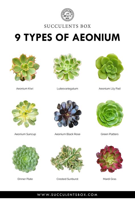 Types Of Succulents Digital Printable Succulent Identification Chart