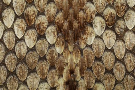 Close Up Real Viper Snake Skin For Animal Pattern Stock Image Image Close Up Real Viper Snake Skin For Animal Pattern Stock Image Image