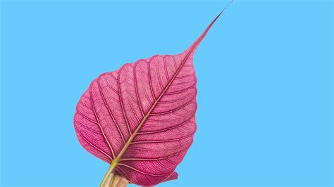 Biochar Pictures Download Free Images On Unsplash