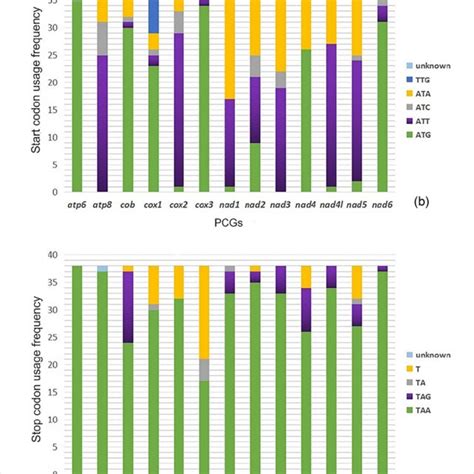 The Use Of Start And Stop Codons In The Mitochondrial Genome Pcgs Of 38 Download Scientific