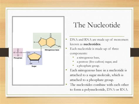 Important Biological Molecules Ppt Download