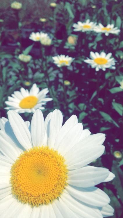Post [123476185476] Perfectly Aesthetic Tumbex